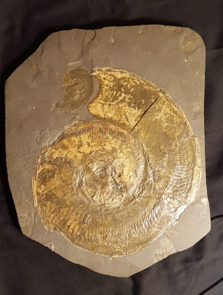 large Ammonite Harpoceras falcifer, German Lias, | Fossil Cave