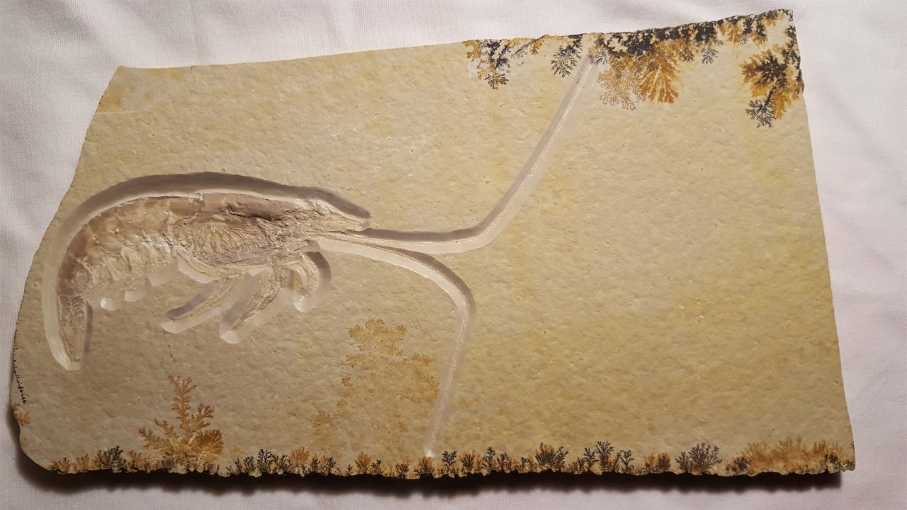 Aeger tipularius fossil from Solnhofen Limestones | Fossil Cave