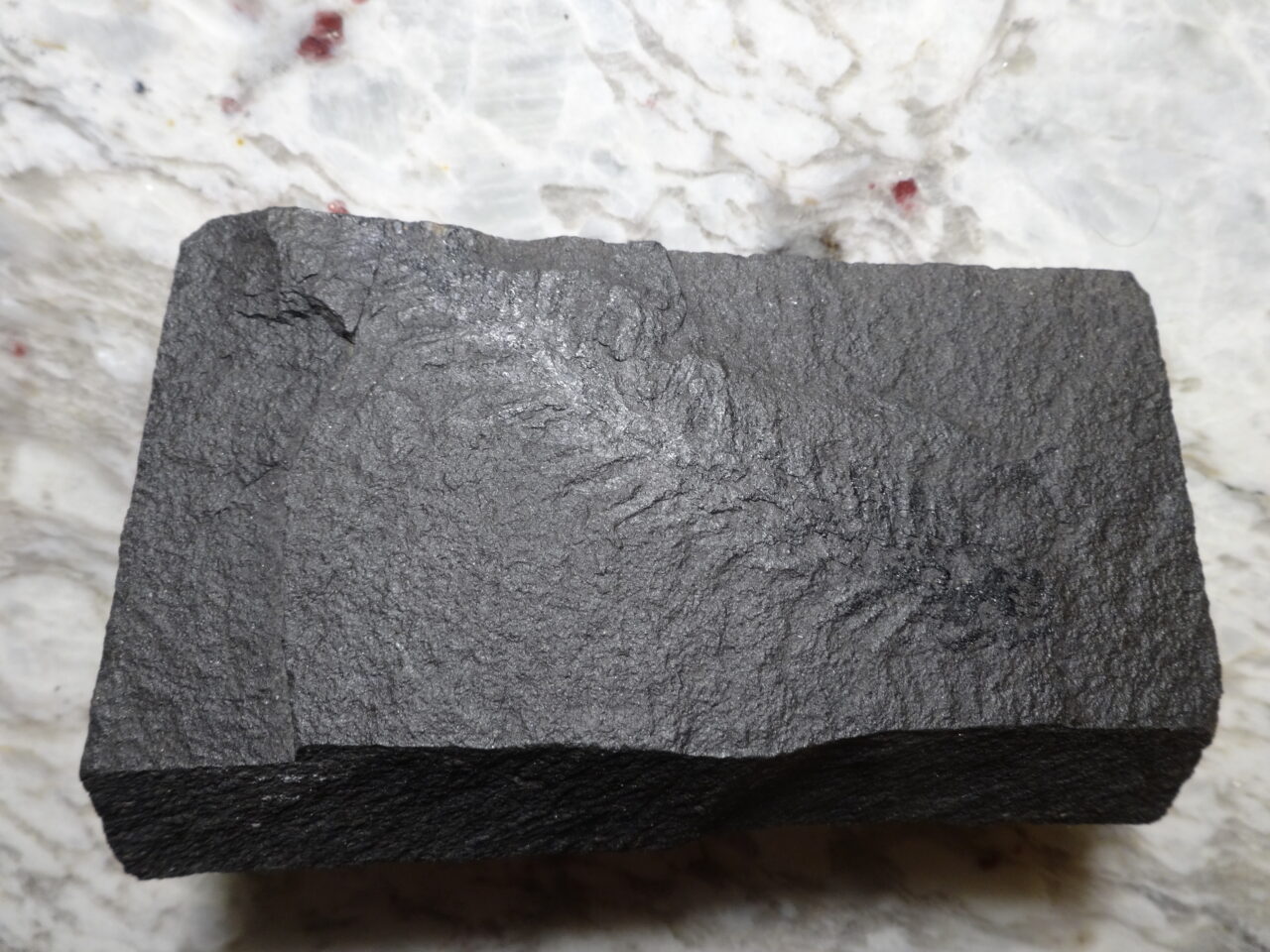 Ullmannia frumentaria Permian conifer plant for sale | Fossil Cave