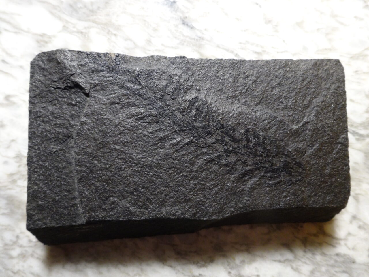 Ullmannia frumentaria Permian conifer plant for sale | Fossil Cave