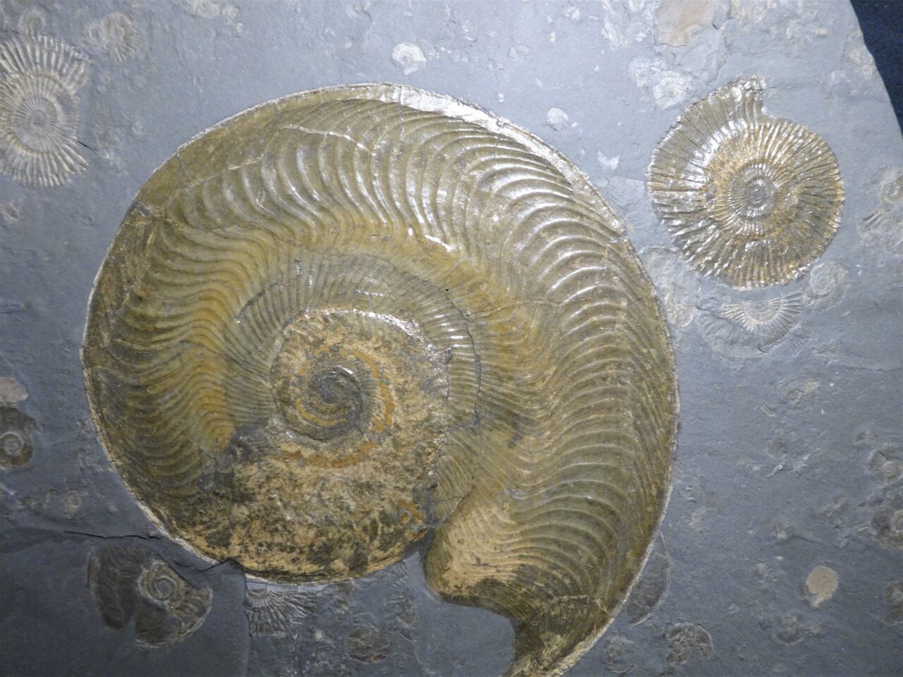 fossil Ammonite Harpoceras falcifer from Germany | Fossil Cave
