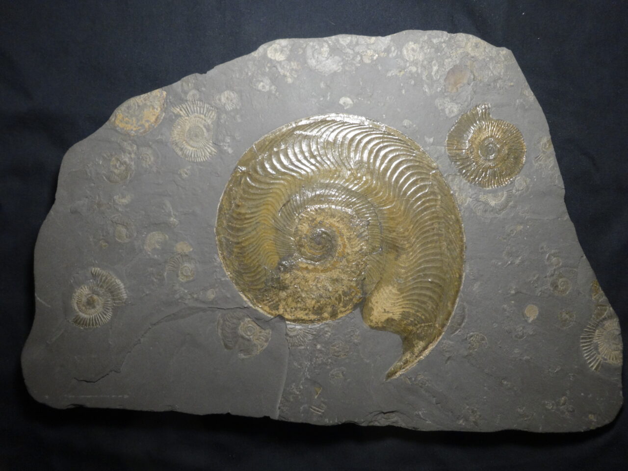 fossil Ammonite Harpoceras falcifer from Germany | Fossil Cave