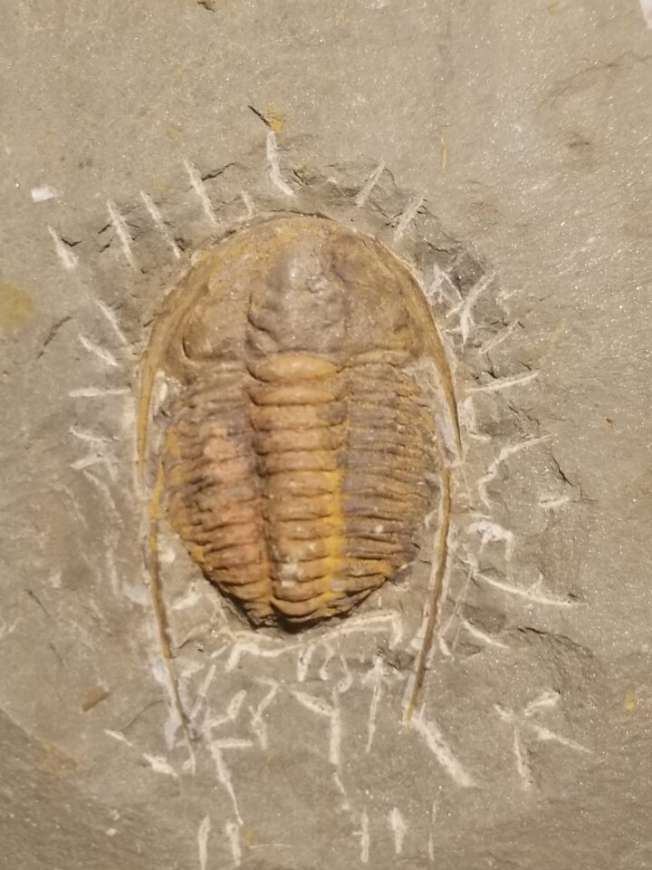 Cambrian Trilobite Hamatolenus for sale | Fossil Cave