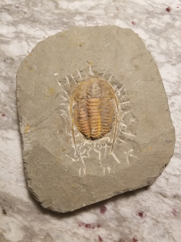 Cambrian Trilobite Hamatolenus for sale | Fossil Cave