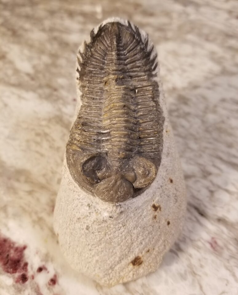 Devonian Trilobite Asteropyge from Morocco | Fossil Cave
