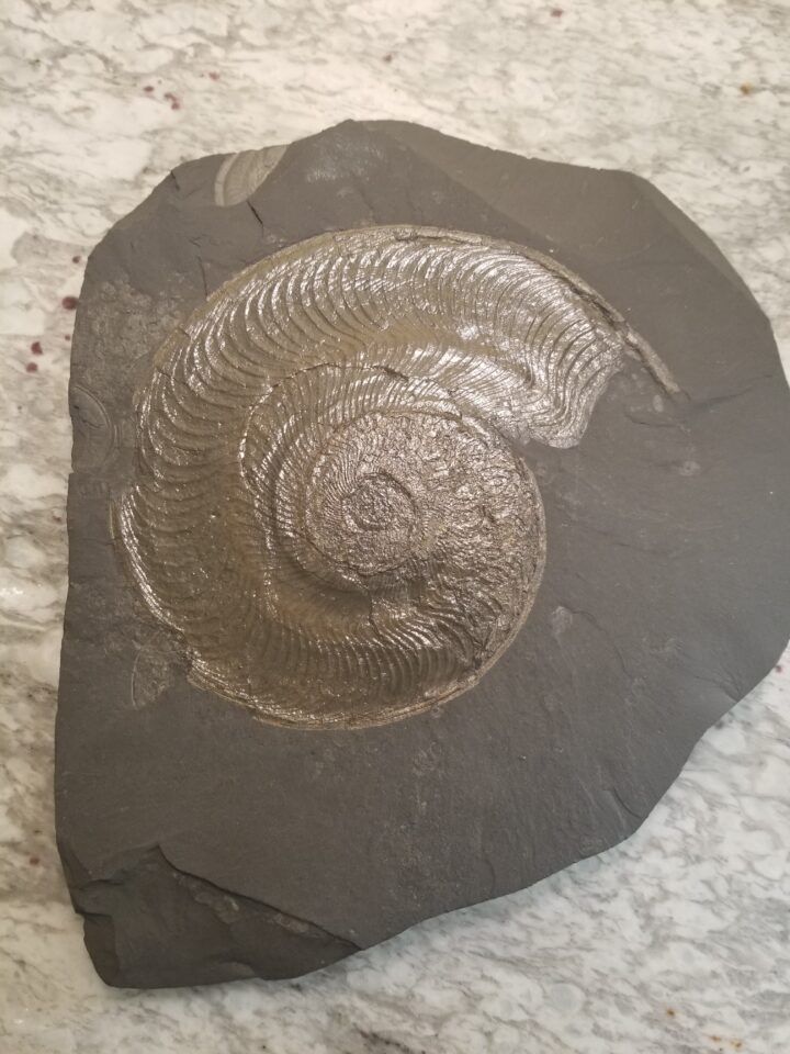 Harpoceras falcifer, Ammonite from Holzmaden | Fossil Cave