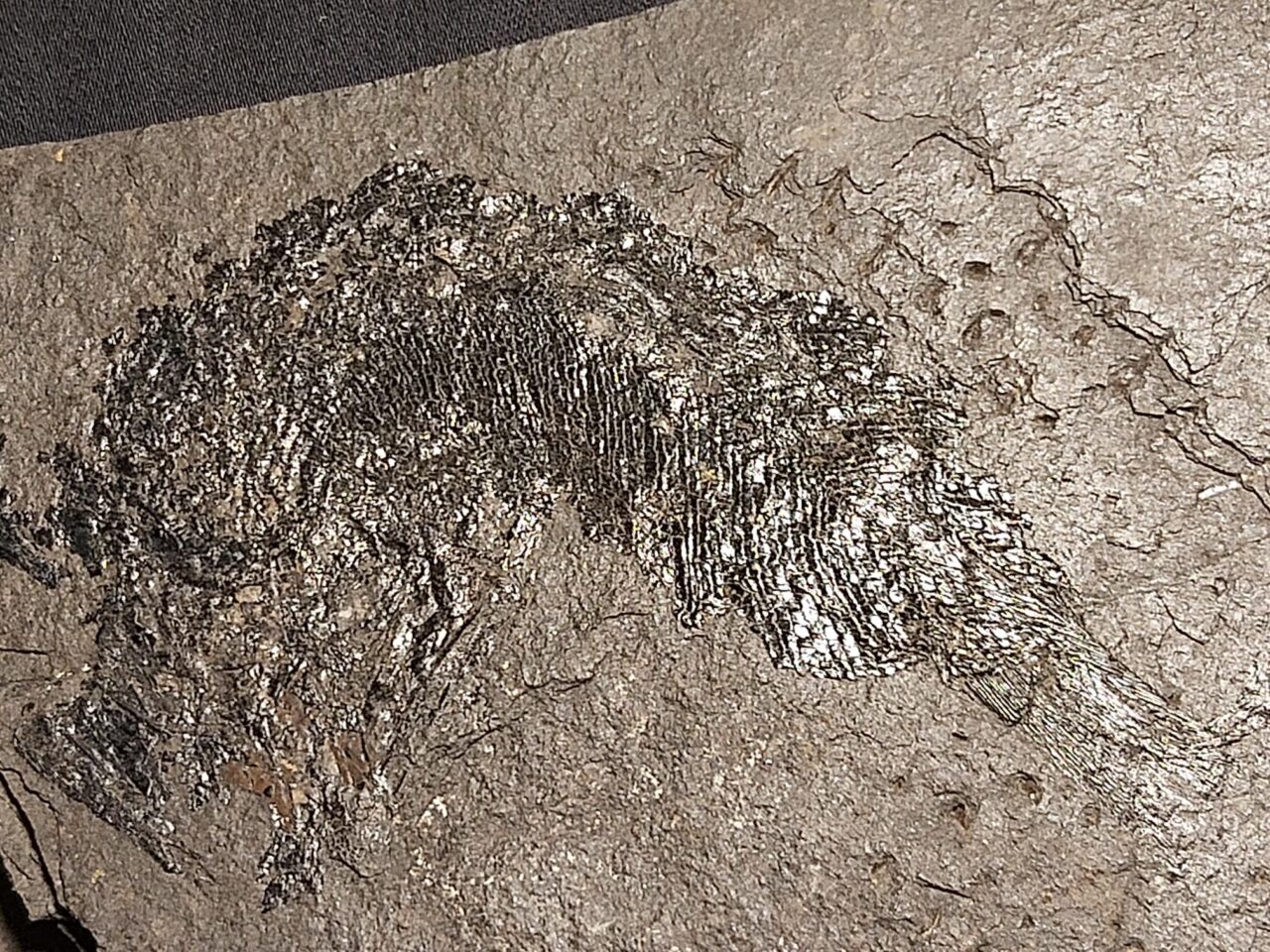 Palaeoniscum freieslebeni a Permian Kupferschiefer fossil | Fossil Cave