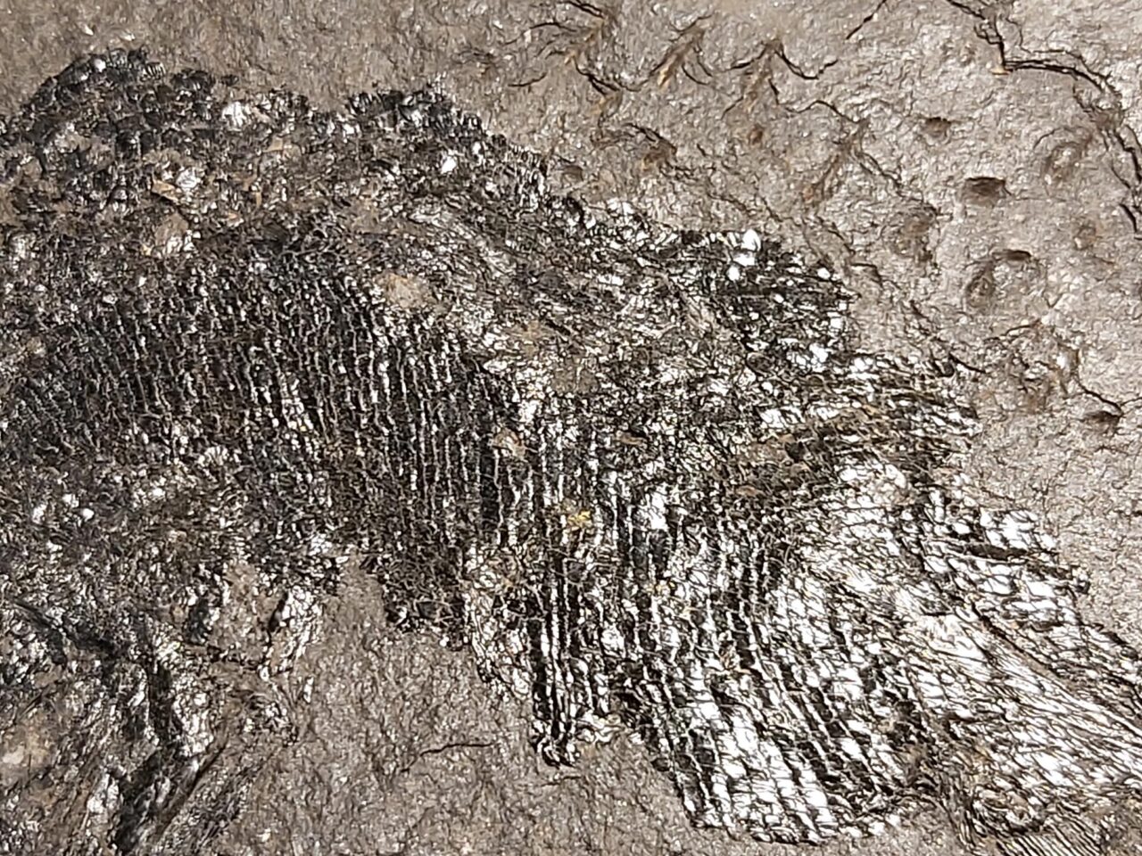 Palaeoniscum freieslebeni a Permian Kupferschiefer fossil | Fossil Cave
