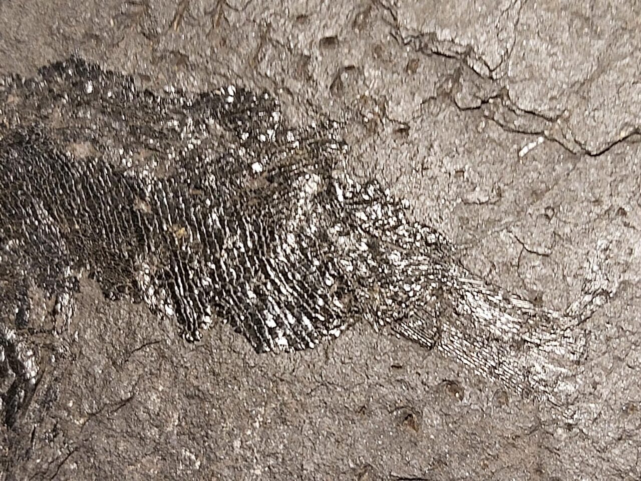 Palaeoniscum freieslebeni a Permian Kupferschiefer fossil | Fossil Cave
