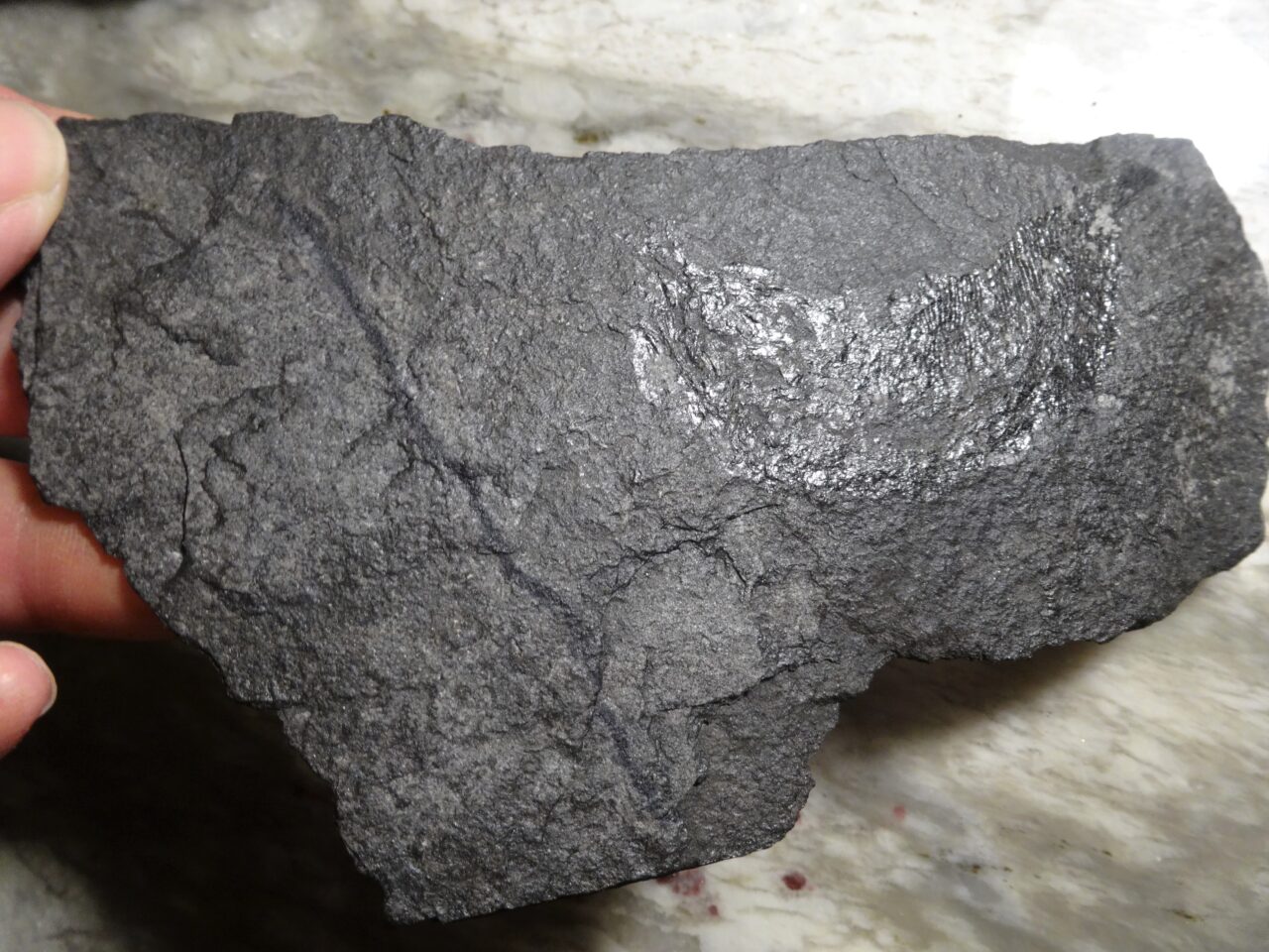 Permian fish fossil for sale Palaeoniscum freieslebeni | Fossil Cave