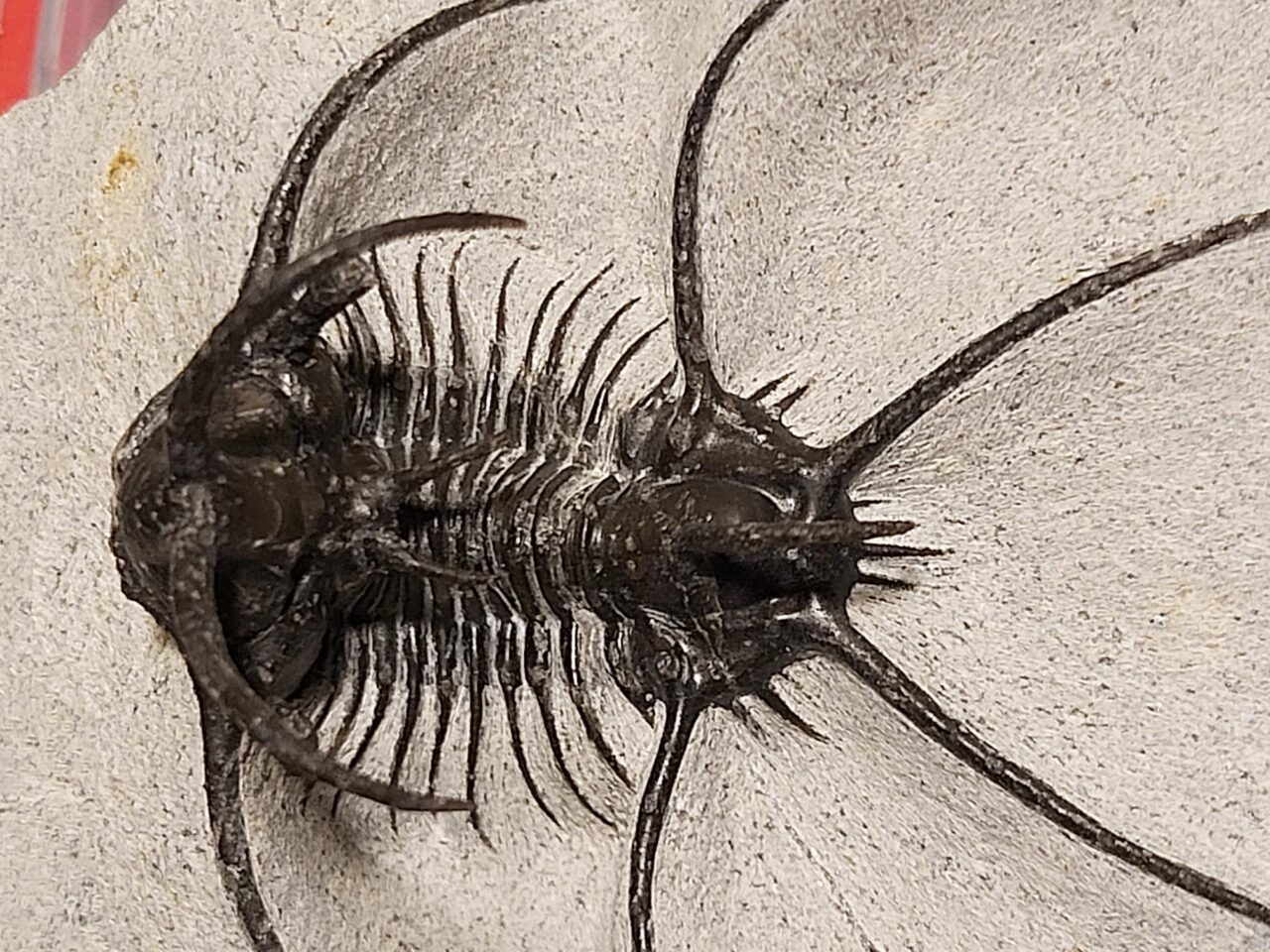 Ceratarges aries Trilobite from Morocco | Fossil Cave