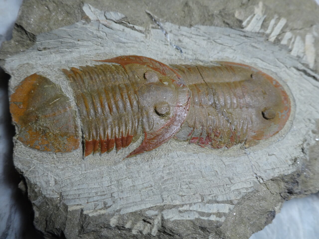 Asaphellus Trilobite fossil for sale from Moroccan Ordovician | Fossil Cave