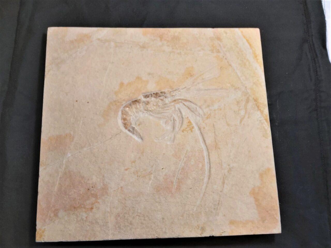 Jurassic Shrimp Aeger sinipes from Solnhofen | Fossil Cave