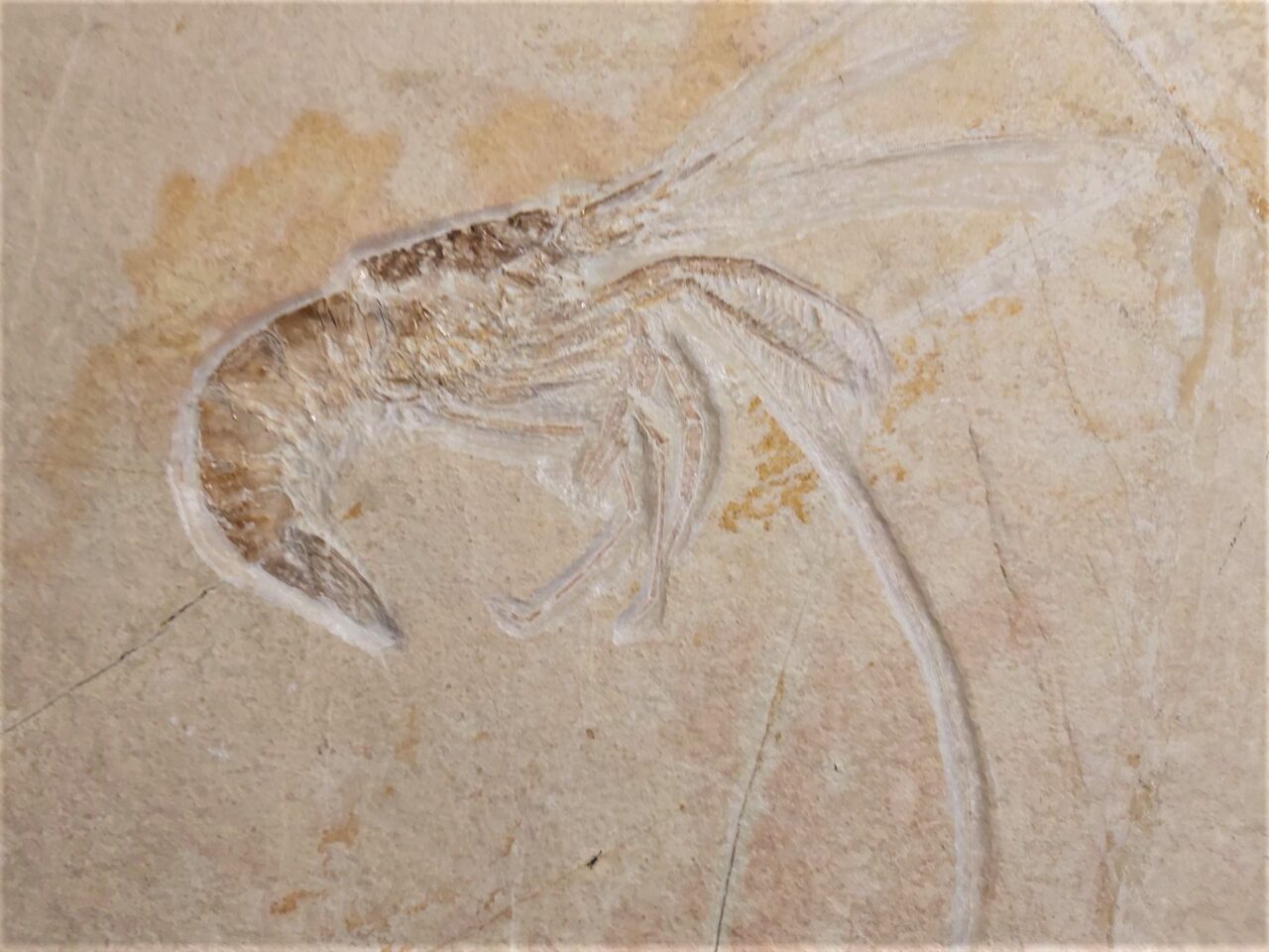 Jurassic Shrimp Aeger sinipes from Solnhofen | Fossil Cave
