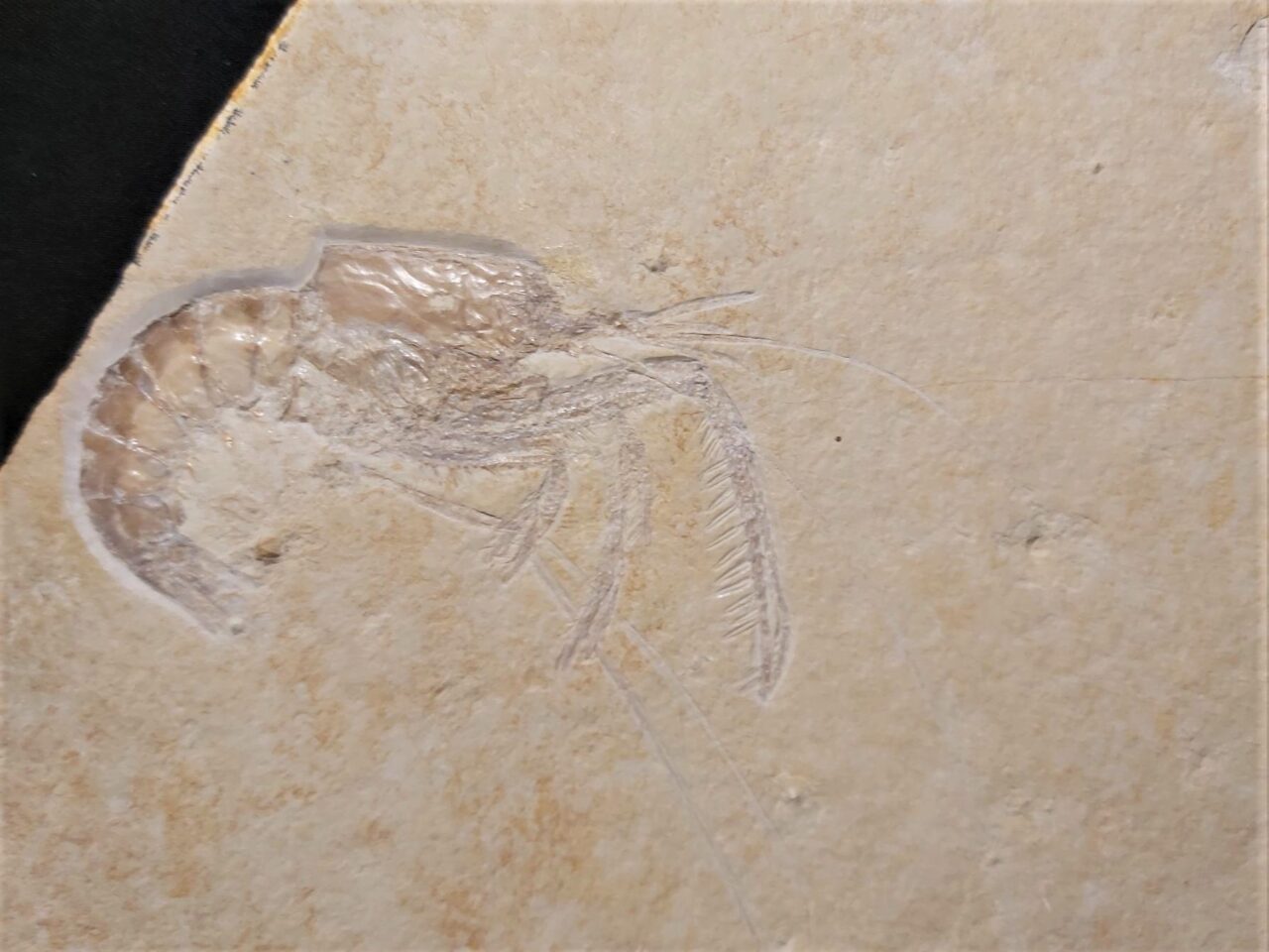 Jurassic Shrimp Aeger tipularius / Solnhofen fossil | Fossil Cave