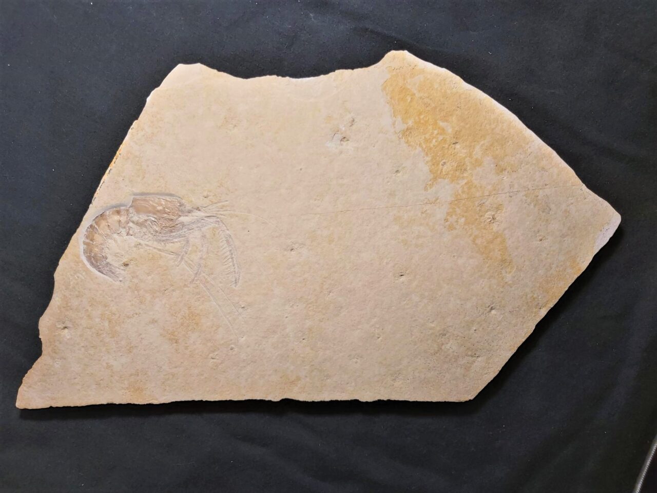Jurassic Shrimp Aeger tipularius / Solnhofen fossil | Fossil Cave