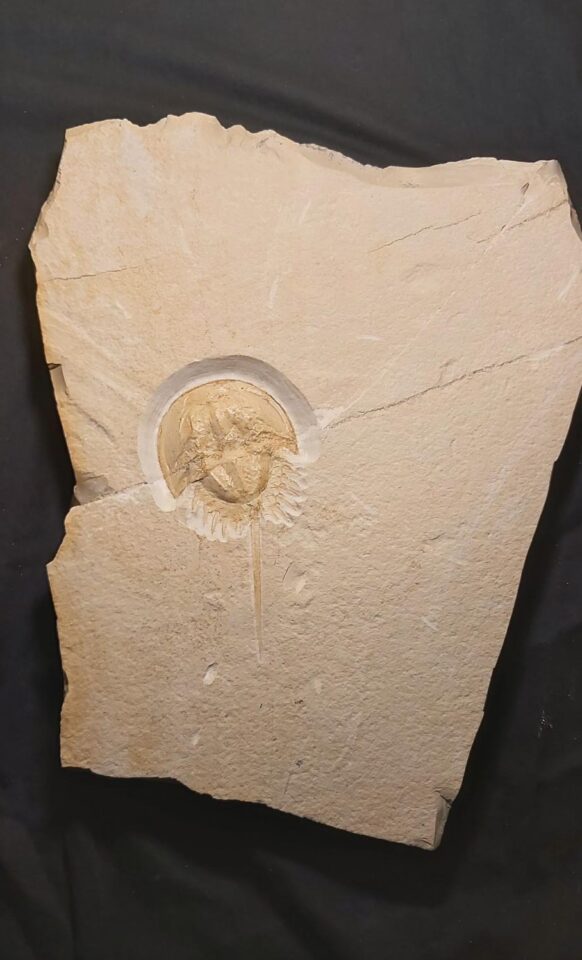 Fossil Horseshoe crab Mesolimulus walchi | Fossil Cave