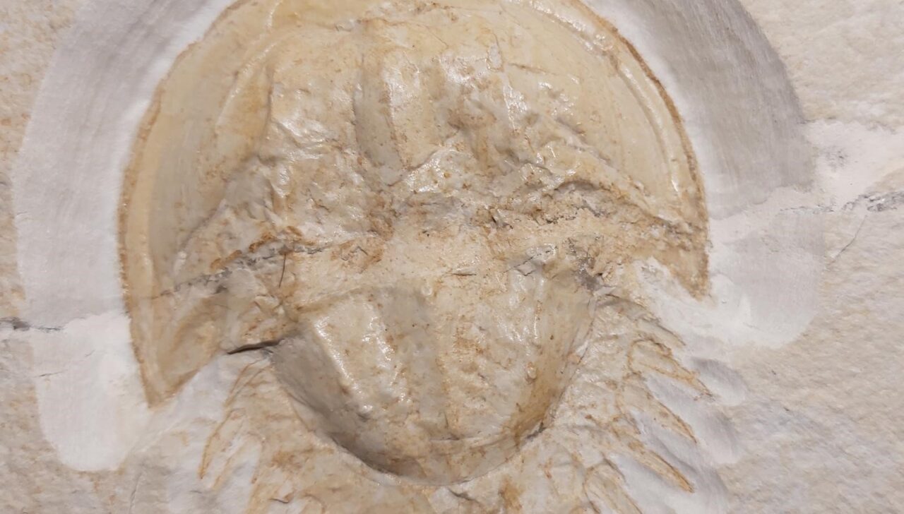 Fossil Horseshoe crab Mesolimulus walchi | Fossil Cave