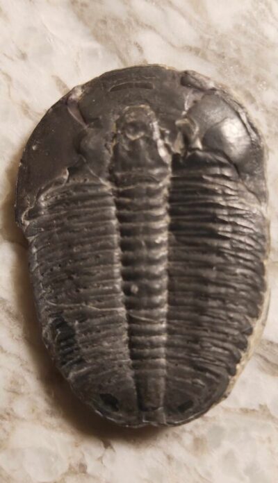 Large quality Elrathia kingii Trilobite from Cambrian of Utah | Fossil Cave