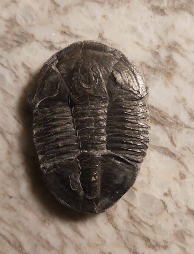 Trilobite Elrathia kingii assemblage | Fossil Cave