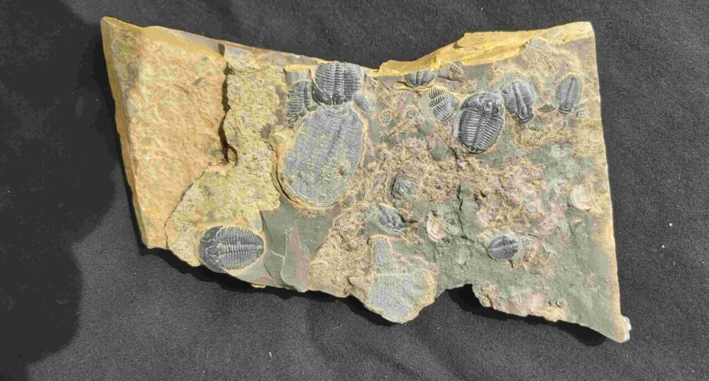 Utah Trilobite Elrathia kingii from Wheeler Shale | Fossil Cave